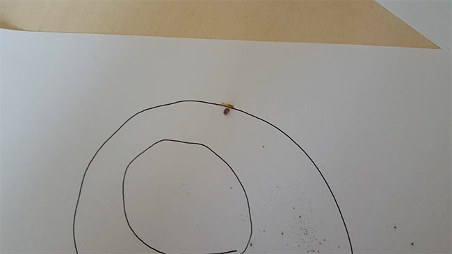 UN PEQUEÑO EXPERIMENTO CON TERMITAS - Sanite