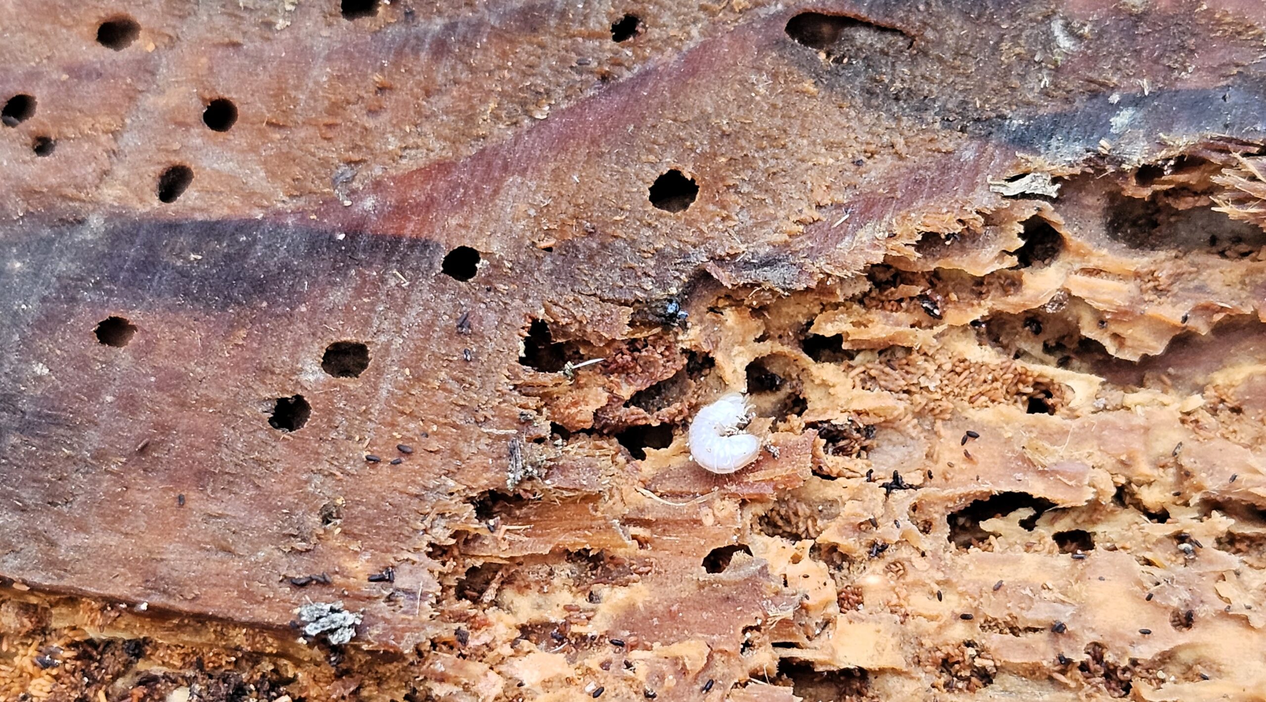 LARVA DE CARCOMA - Sanite