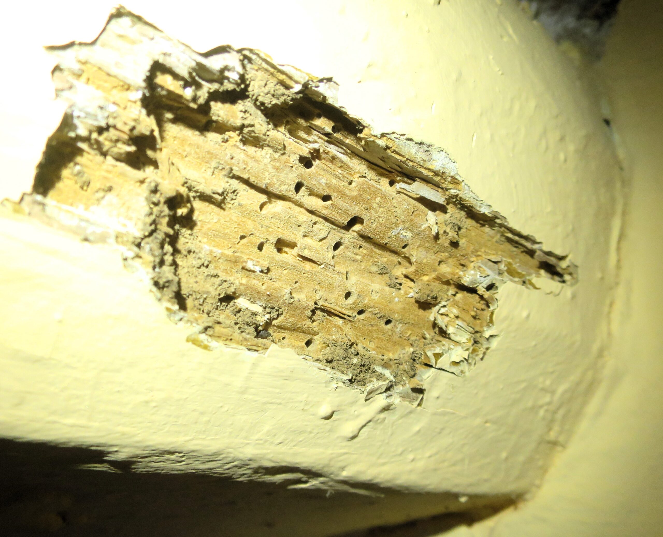 LO QUE LA PINTURA ESCONDE - Sanite